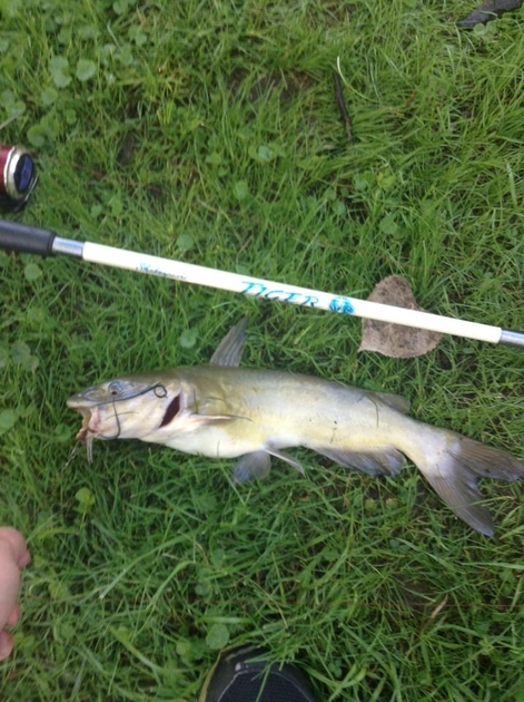 Channel catfish, 3lb, 1ft 11(1/2)in - information about the catch ...