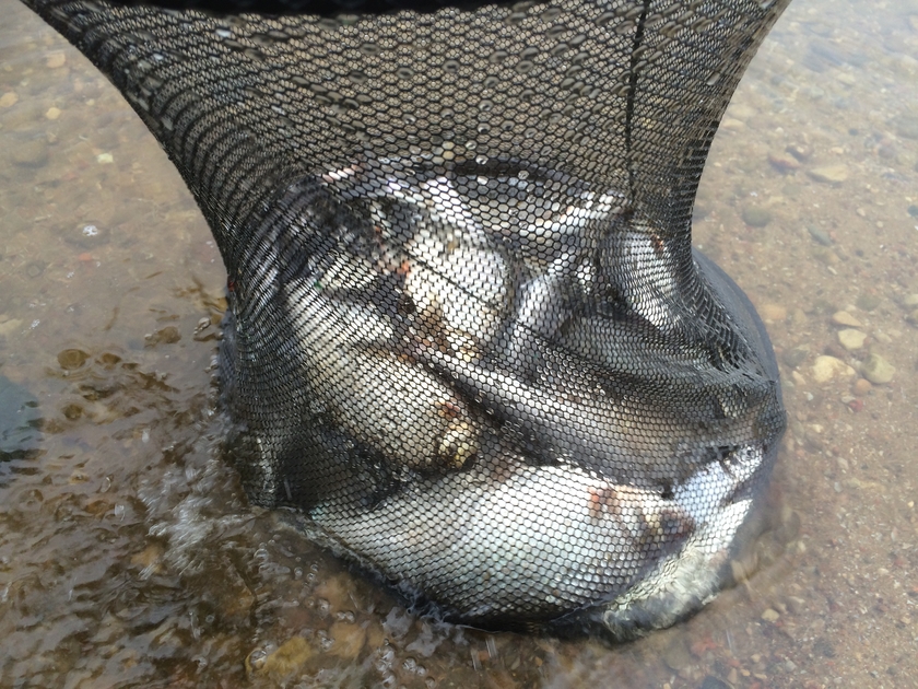 Silver Bream, 15lb 6oz , cought at 04/09/2016 - information about the ...