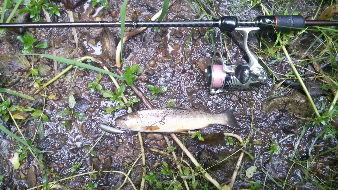 Margasis upėtakis , cought at 09/12/2015 - information about the catch ...