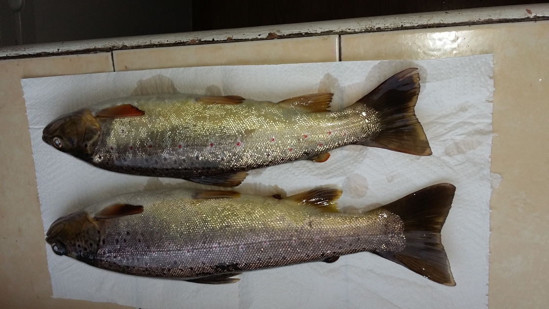 Margasis upėtakis, 1lb 15oz, 1ft 1(1/2)in , cought at 04/17/2016 ...