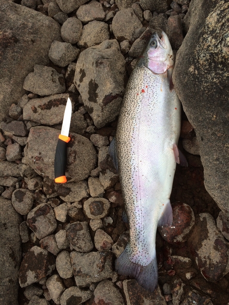 Ocean Trout, 8lb 2oz - information about the catch | Pinfishing.com