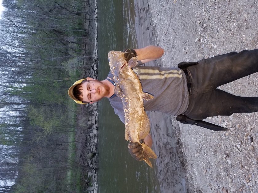 Shovelnose catfish, 10lb , cought at 04/21/2016 - information about the ...