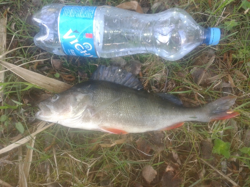 Eurasian perch, 1lb 5oz, 1ft 2(1/2)in , cought at 05/15/2016 ...