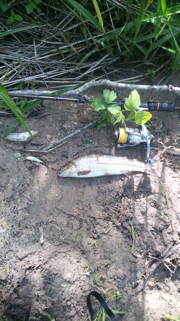 Margasis upėtakis, 1ft , cought at 05/22/2016 - information about the ...