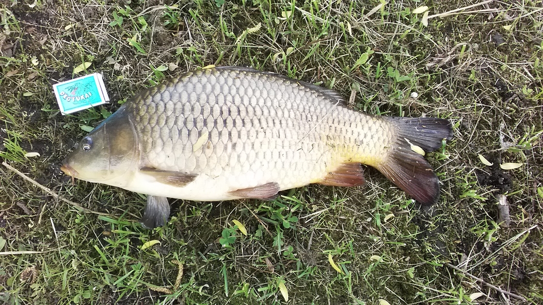 Carp, 4lb 3oz , cought at 05/15/2016 - information about the catch ...