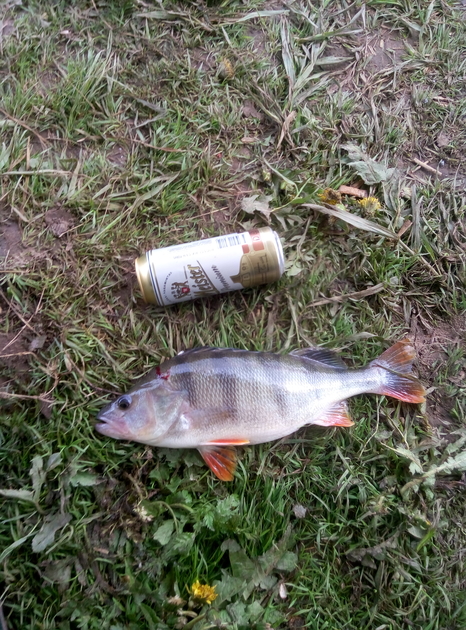 Eurasian perch, 2lb 3oz, 1ft 3(1/2)in , cought at 05/15/2016 ...