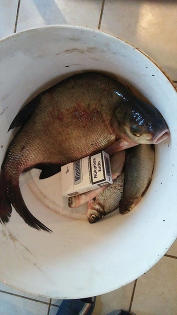 Carp bream, 3lb 11oz , cought at 05/15/2016 - information about the ...