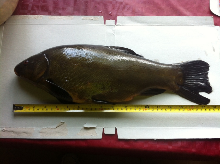 Tench, 3lb 13oz, 1ft 6in , cought at 05/31/2016 - information about the ...