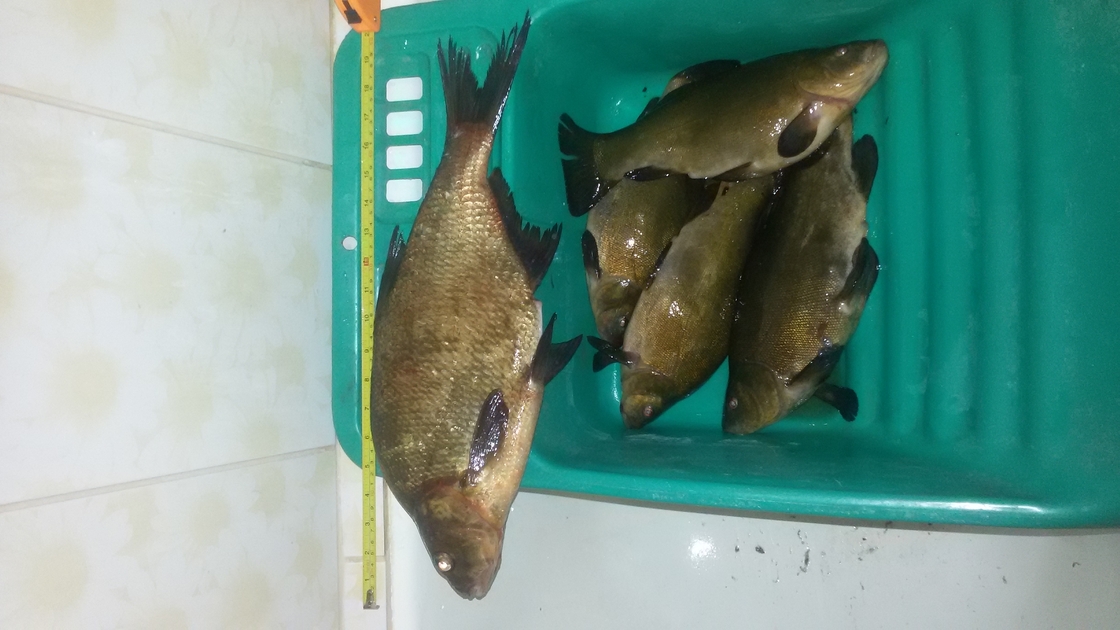 Carp bream, 3lb 15oz , cought at 06/03/2016 - information about the ...