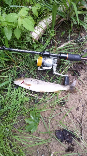 Margasis upėtakis , cought at 06/12/2016 - information about the catch ...