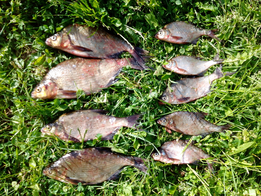 Carp bream, 1lb 5oz, 1ft 2in , cought at 06/04/2016 - information about ...