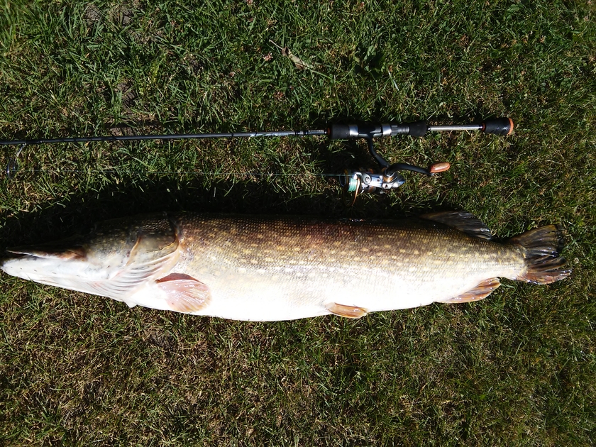 Northern Pike, 16lb 15oz, 3ft 2(1/2)in , cought at 06/12/2016 ...