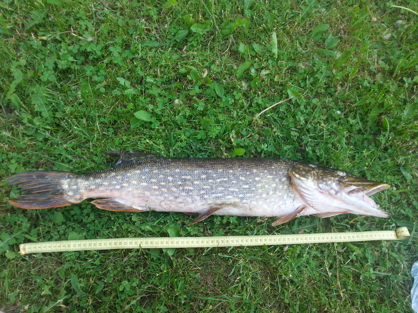 Northern Pike, 7lb 7oz, 2ft 7(1/2)in , cought at 06/04/2016 ...