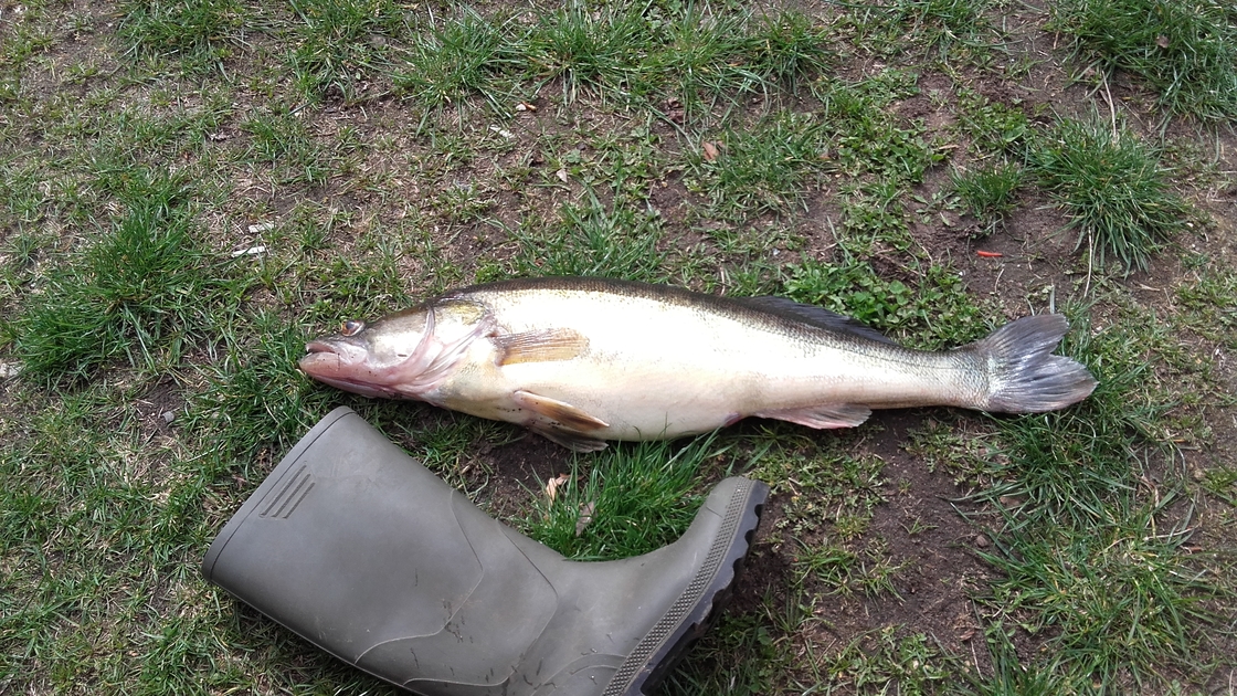 Pike perch, 8lb 13oz , cought at 06/05/2016 - information about the ...