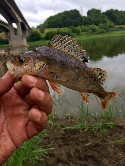 Eurasian perch , cought at 06/11/2016 - information about the catch ...
