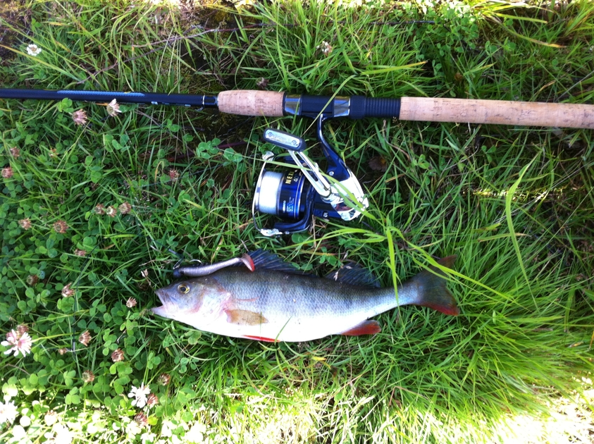 Eurasian perch, 1lb 1oz , cought at 08/05/2015 - information about the ...