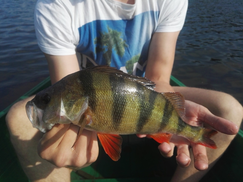 Eurasian perch, 1lb 1oz , cought at 05/30/2016 - information about the ...
