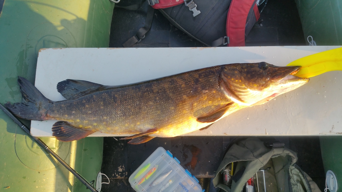 Northern Pike, 4lb 13oz, 2ft 2(1/2)in , cought at 06/24/2016 ...