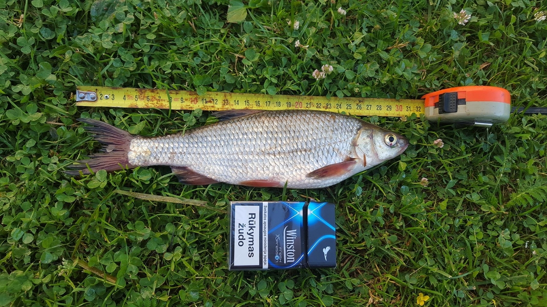 Dace, 11oz, 1ft , cought at 06/29/2016 - information about the catch ...