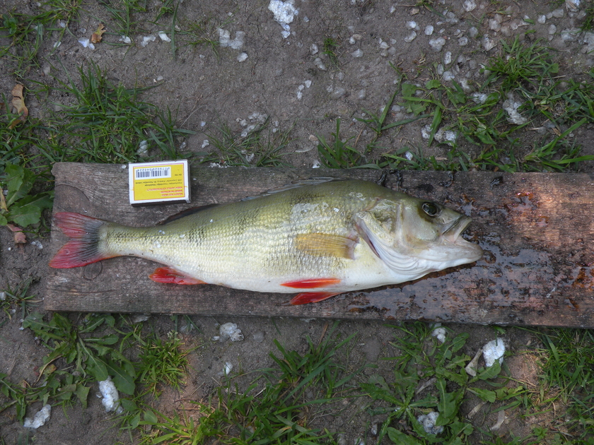 Eurasian perch, 1lb 15oz , cought at 06/26/2016 - information about the ...