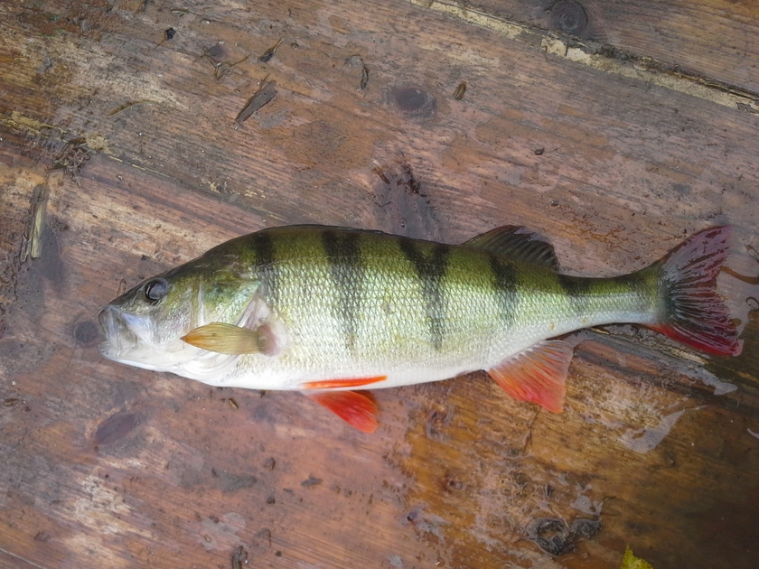 Eurasian perch, 1ft 2in , cought at 06/27/2016 - information about the ...
