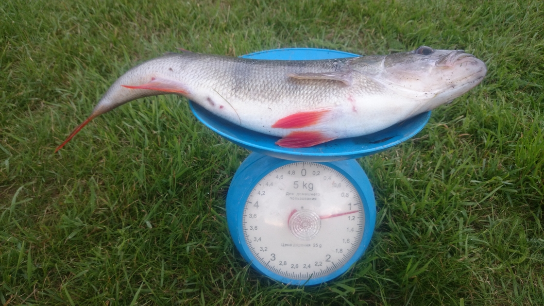 Eurasian perch, 2lb 6oz, 1ft 2(1/2)in , cought at 07/12/2016 ...