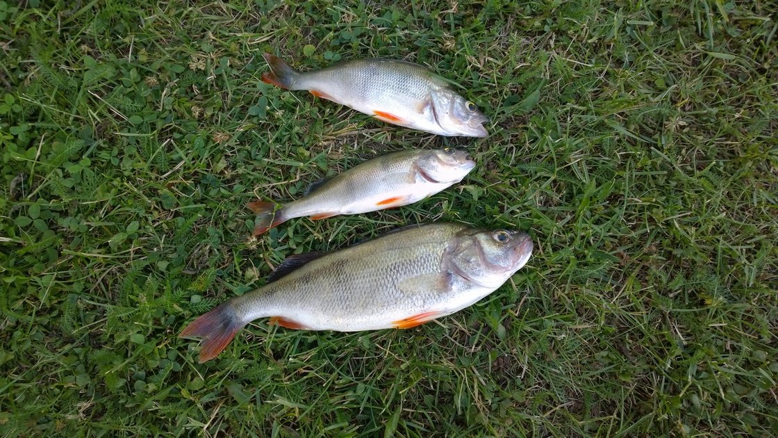 Eurasian perch , cought at 06/25/2016 - information about the catch ...