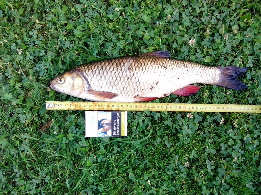 chub, 2lb 3oz, 1ft 5(1/2)in , cought at 07/07/2016 - information about ...