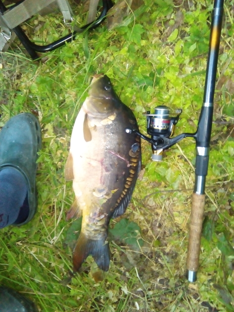 Mirror carp, 8lb 6oz, 1ft 10(1/2)in , cought at 07/09/2016 ...