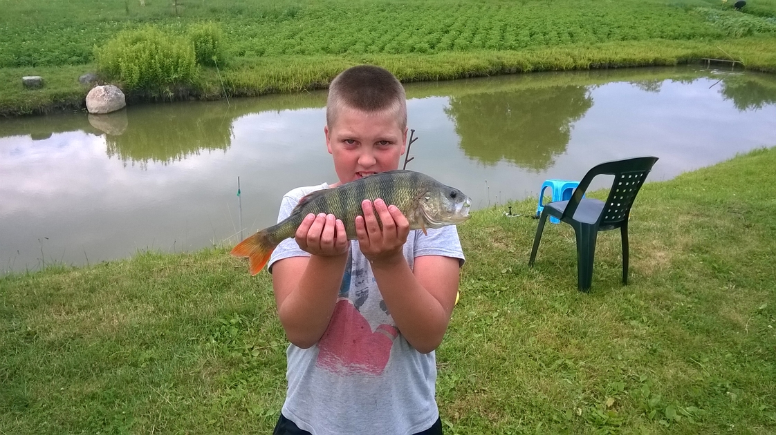 Eurasian perch, 1lb 8oz, 1ft 3(1/2)in , cought at 07/09/2016 ...