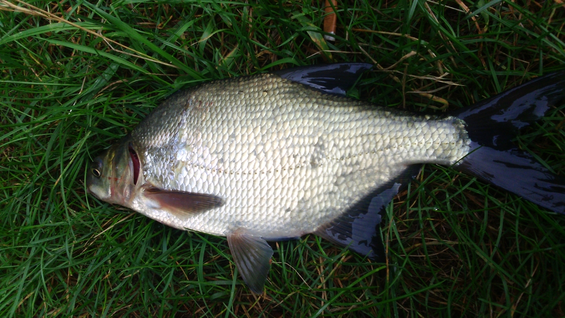 Carp bream, 3lb 11oz, 1ft 5(1/2)in , cought at 07/19/2016 - information ...