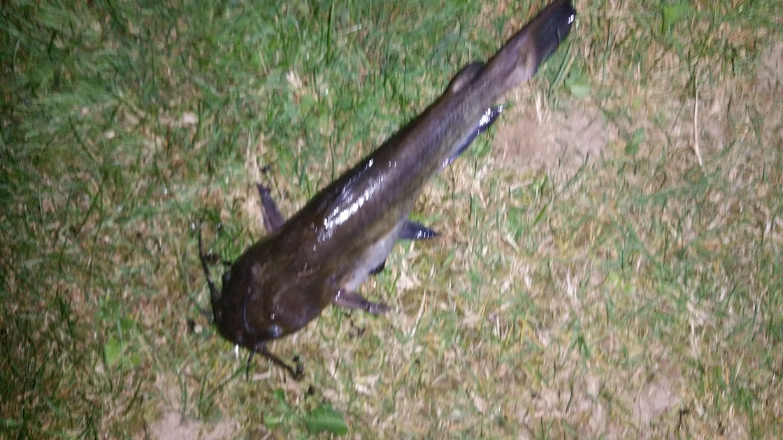 Brown bullhead, 8in , cought at 07/23/2016 - information about the ...