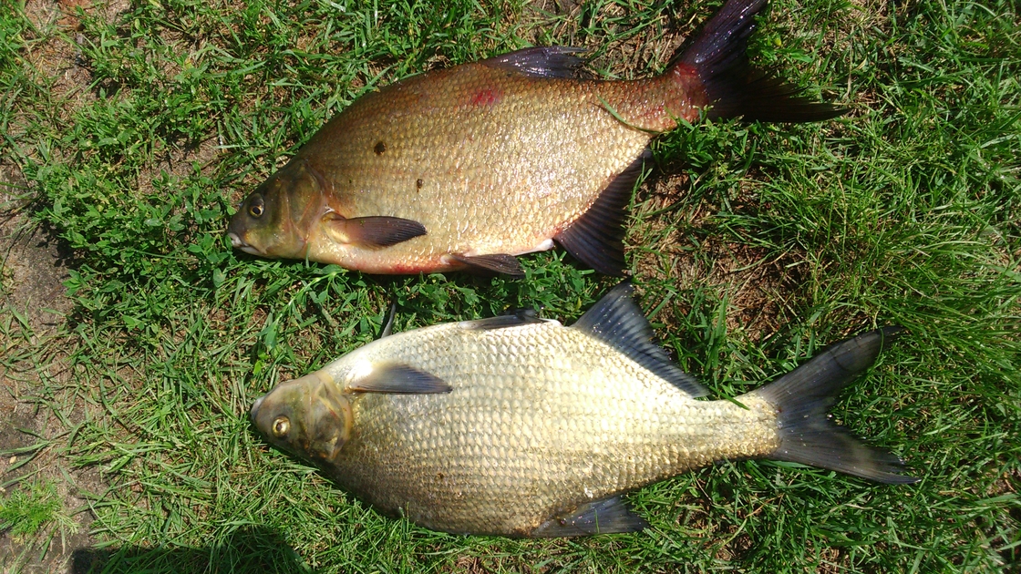 Carp bream, 9lb 4oz, 1ft 8in , cought at 07/27/2016 - information about ...