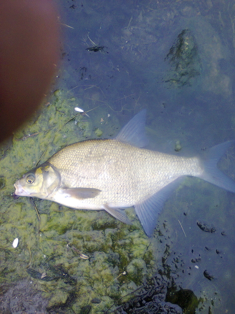 Carp bream, 1lb 12oz , cought at 07/21/2016 - information about the ...