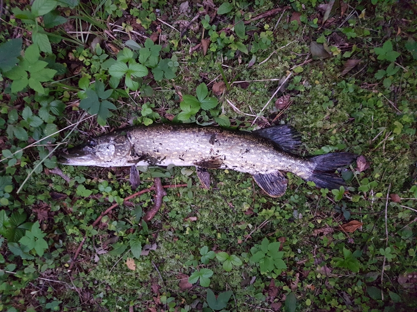 Northern Pike, 4lb 13oz , cought at 07/21/2016 - information about the ...