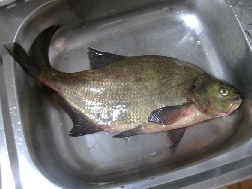 Carp bream, 3lb 15oz , cought at 07/28/2016 - information about the ...