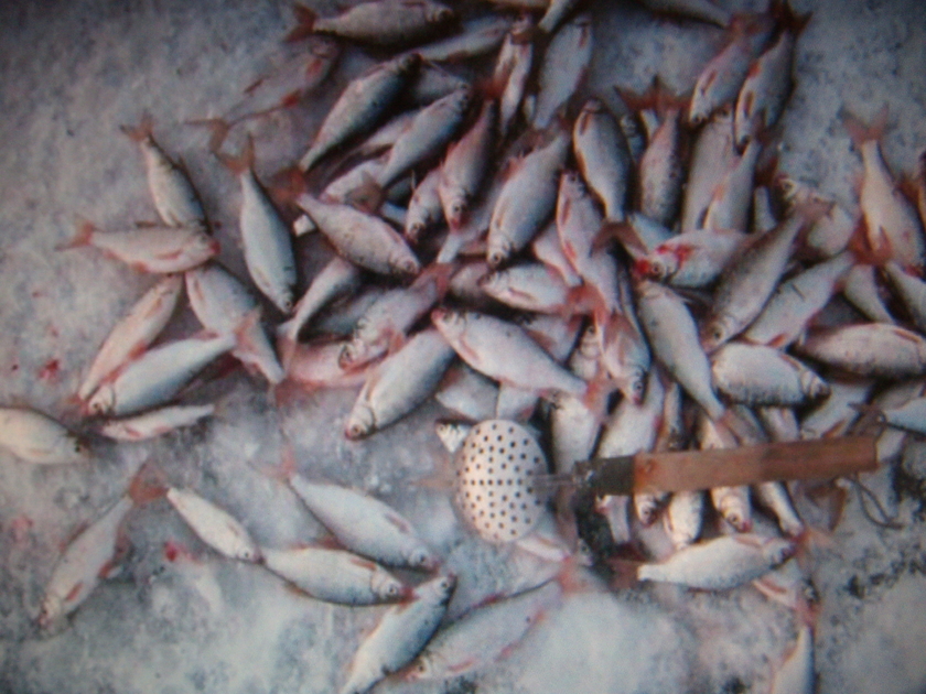 Rudd, 11lb , cought at 01/17/2016 - information about the catch ...