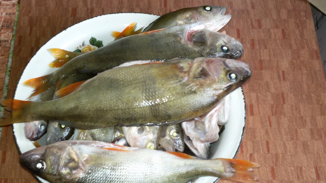 Eurasian perch , cought at 08/07/2016 - information about the catch ...