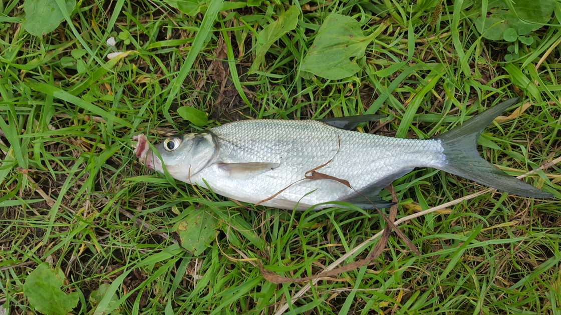 Silver Bream , cought at 08/06/2016 - information about the catch ...
