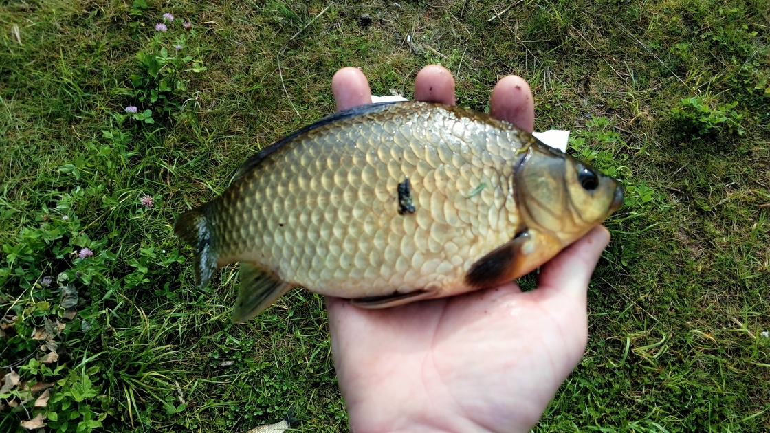 Prussian carp, 7oz , cought at 08/21/2016 - information about the catch ...