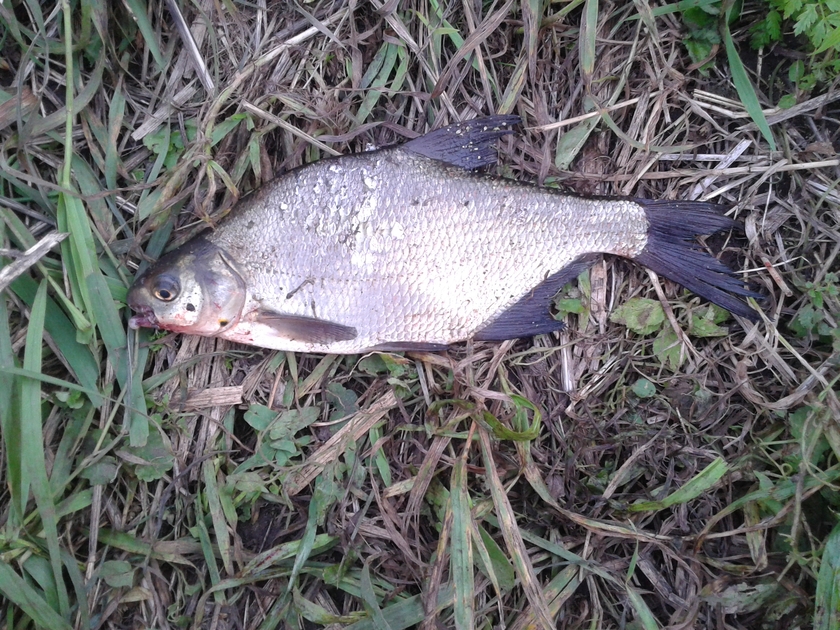 Carp bream, 1lb 8oz , cought at 08/20/2016 - information about the ...