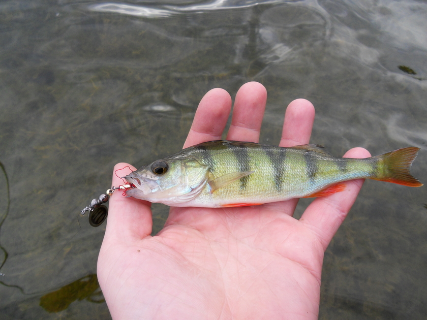 Eurasian perch , cought at 09/03/2016 - information about the catch ...