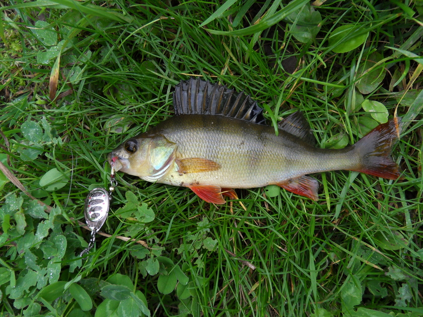 Eurasian perch , cought at 09/08/2016 - information about the catch ...
