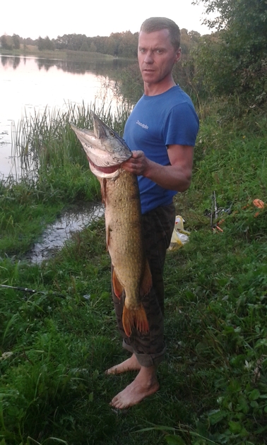 Northern Pike, 13lb 14oz, 3ft 2in , cought at 08/26/2016 - information ...