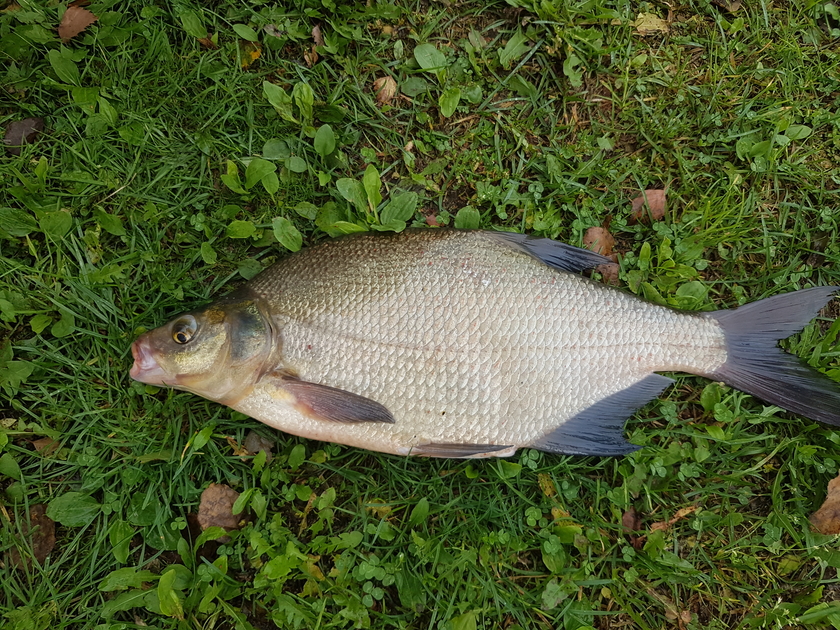 Carp bream, 3lb 11oz, 1ft 7(1/2)in , cought at 09/04/2016 - information ...