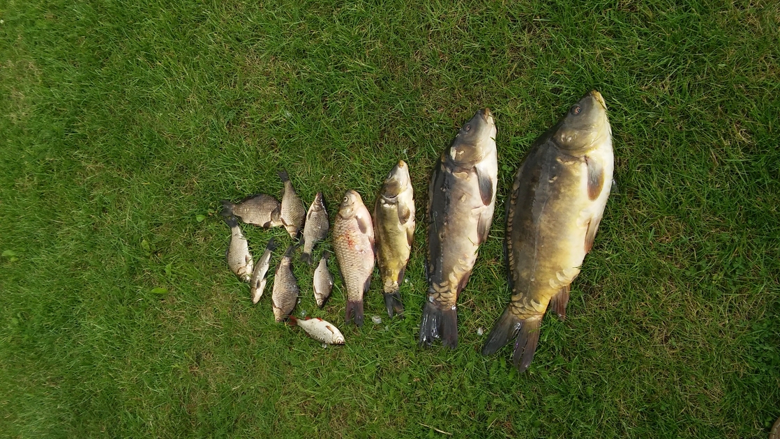Carp, 6lb 2oz , cought at 08/07/2016 - information about the catch ...