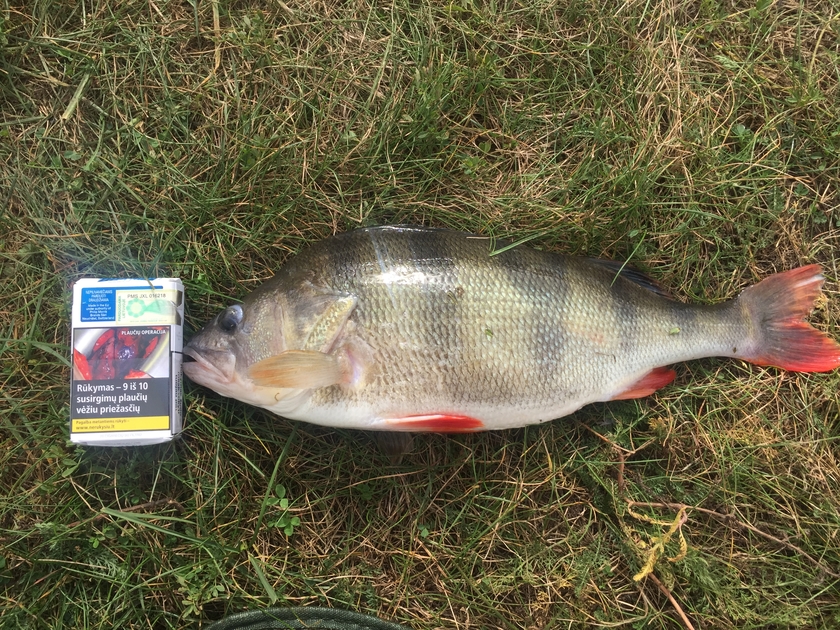 Eurasian perch, 2lb 10oz, 1ft 3(1/2)in , cought at 09/18/2016 ...