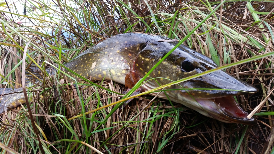 Northern Pike, 4lb 6oz , cought at 09/30/2016 - information about the ...