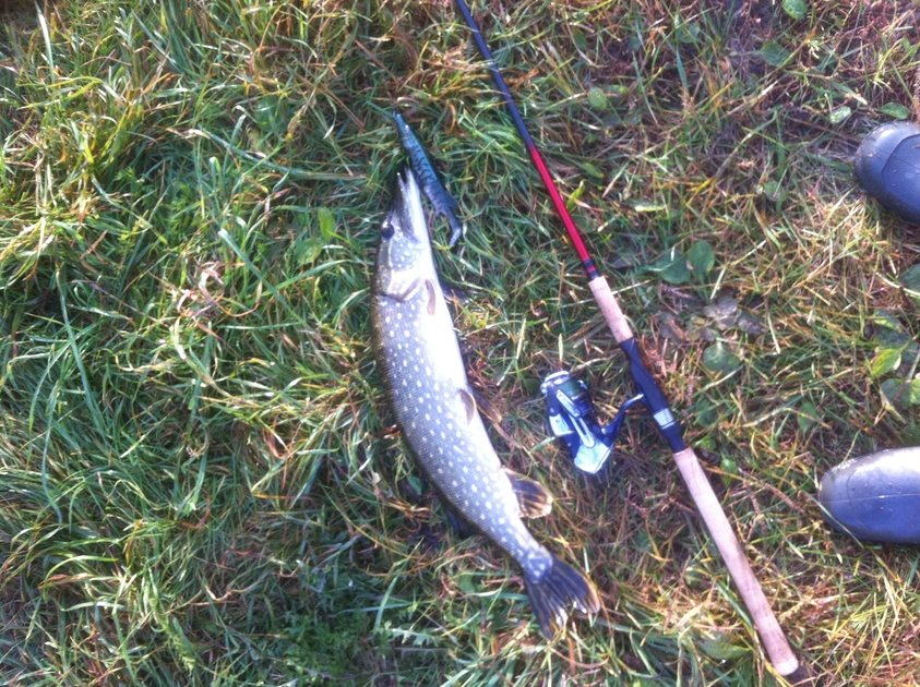 Northern Pike, 4lb 3oz, 2ft 1(1/2)in , cought at 09/28/2016 ...