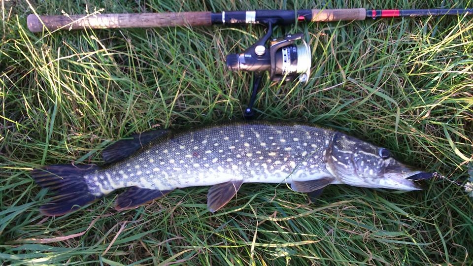 Northern Pike, 4lb 10oz , cought at 09/18/2016 - information about the ...